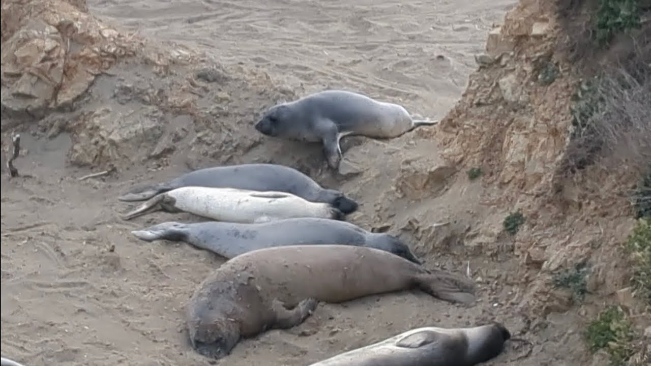 Seal pup heading over to visit friends - YouTube