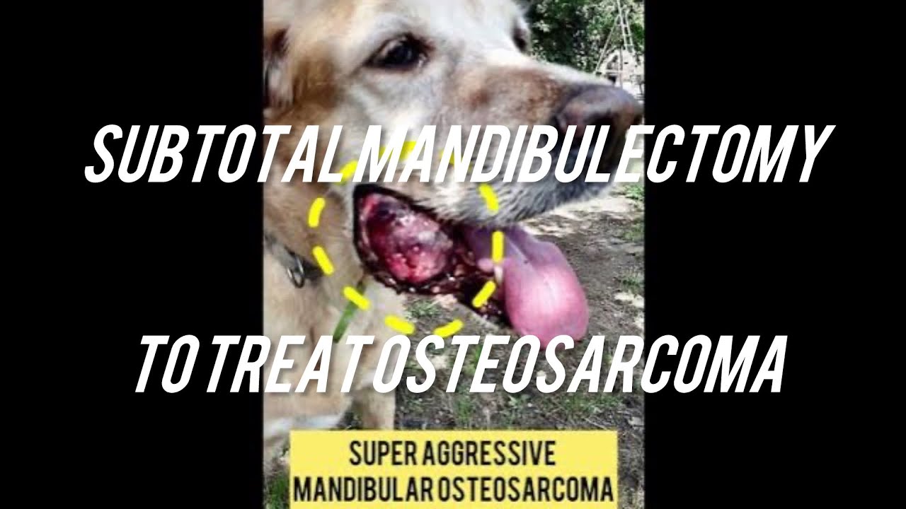 Dog Mandibular Osteosarcoma treatment with subtotal mandibulectomy with ...