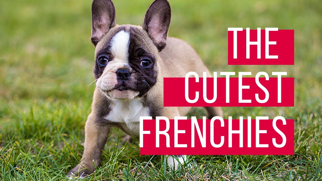 Cutest Frenchie compilation #5 | French bulldogs - YouTube