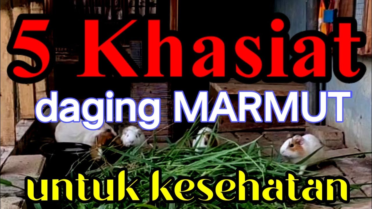 Khasiat Daging Marmut Untuk Kesehatan #marmut #dagingmarmut # ...