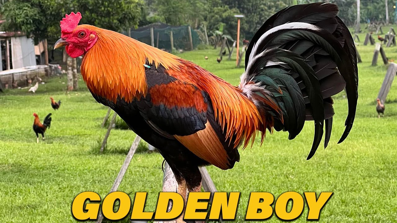 Red Goldenboy Sweater Gilmore AE Farm Beautiful Birds - YouTube