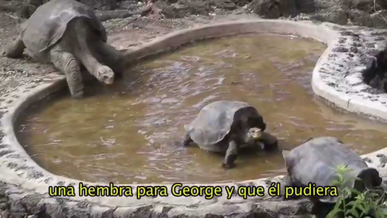 El 'Solitario George' en museo de Nueva York (subtitulado en español ...