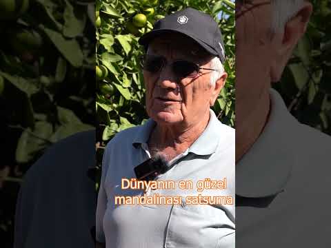 Seferihisar'da Mandalina Hasadı Başladı! Mevsimini Kaçırmadan Bahçenizi Alın, Hasada Siz de Katılın.