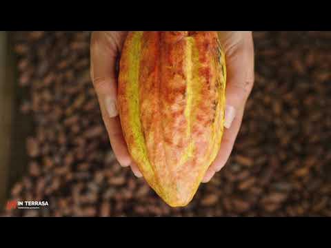 Какаовелла IN'TERRASA - мульча из оболочки какао-бобов - YouTube