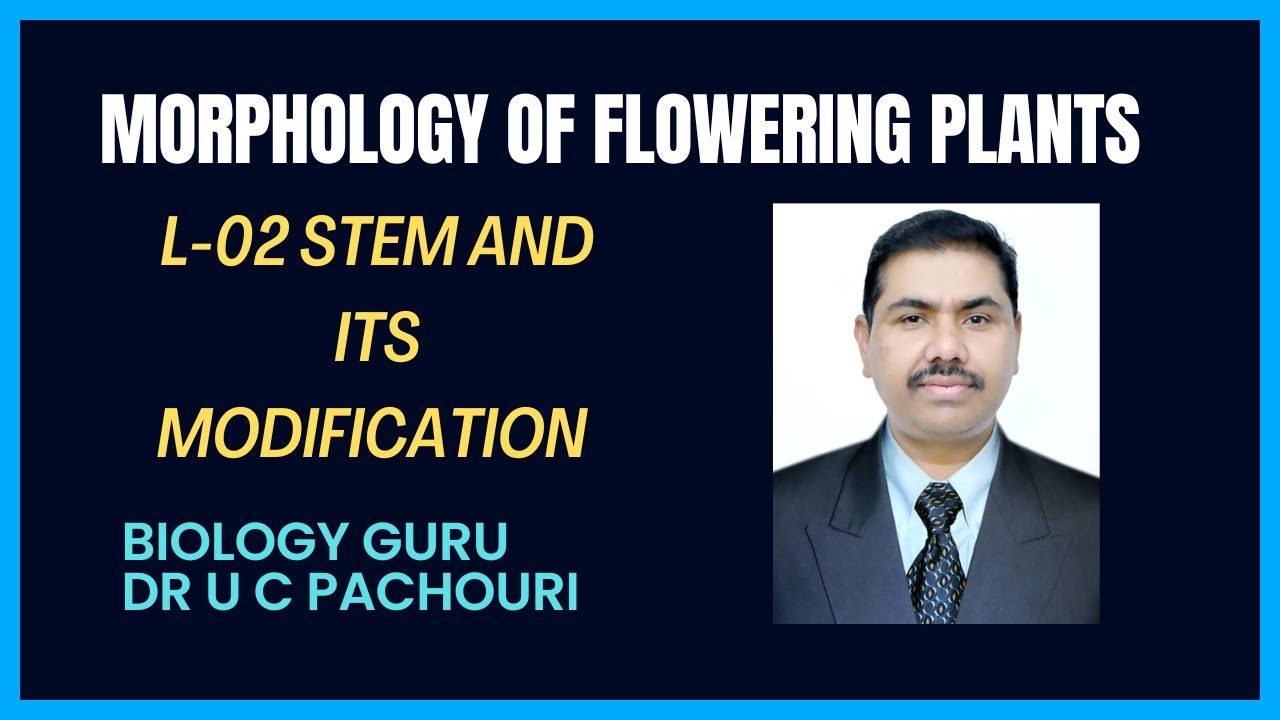L-02| Stem& its Modification |Morphology of Flowering Plants | Class 11 ...