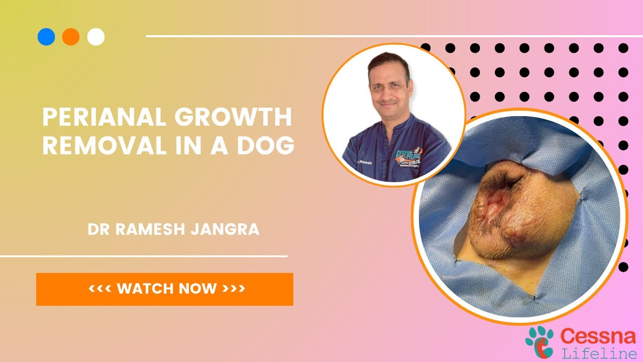 Perianal Growth Removal In A Dog With Dr Ramesh | Cessna Lifeline ...