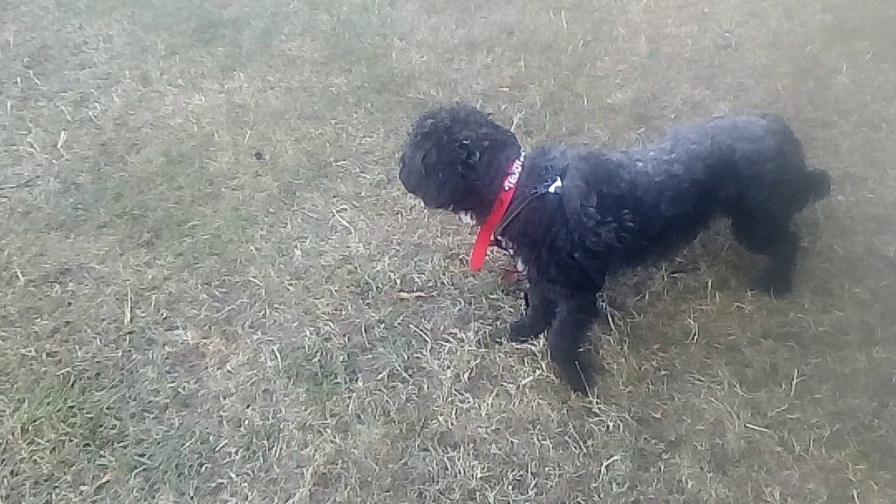 Teddy the patterpoo. Tilly the shorkie. Cute dogs - YouTube