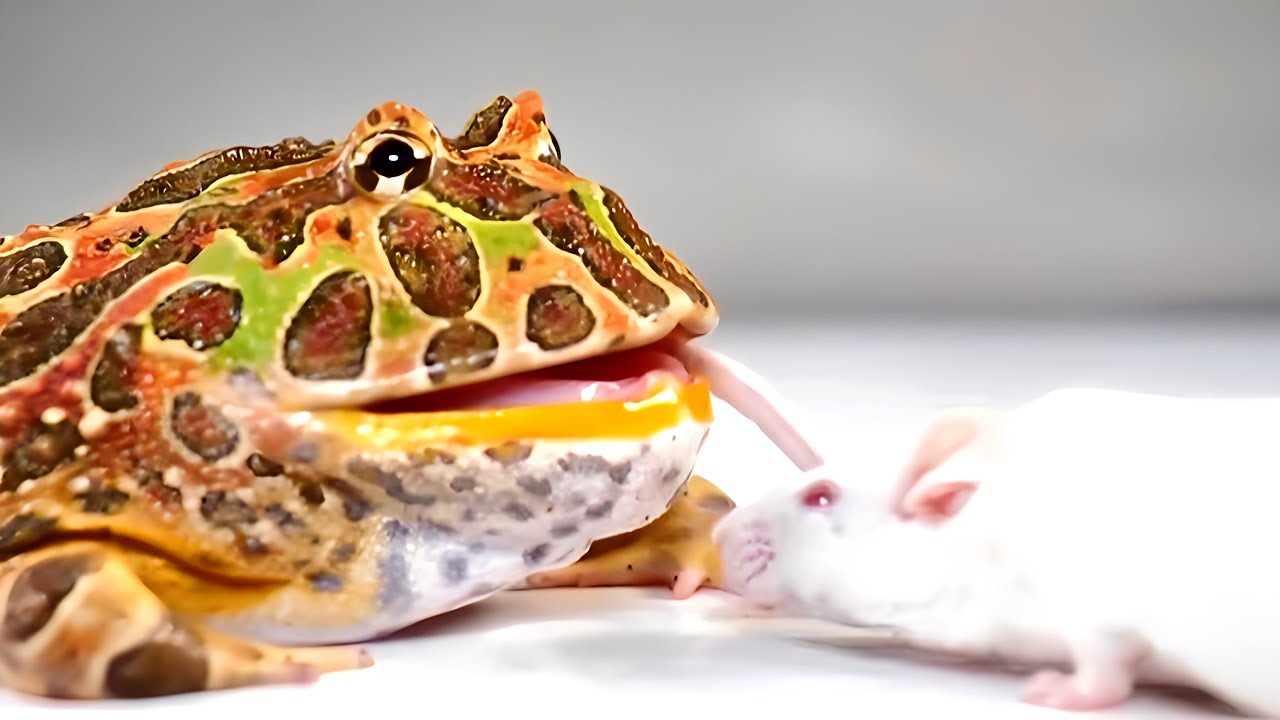 Pacman frog eats mouse who worries about his friends【WARNING LIVE ...