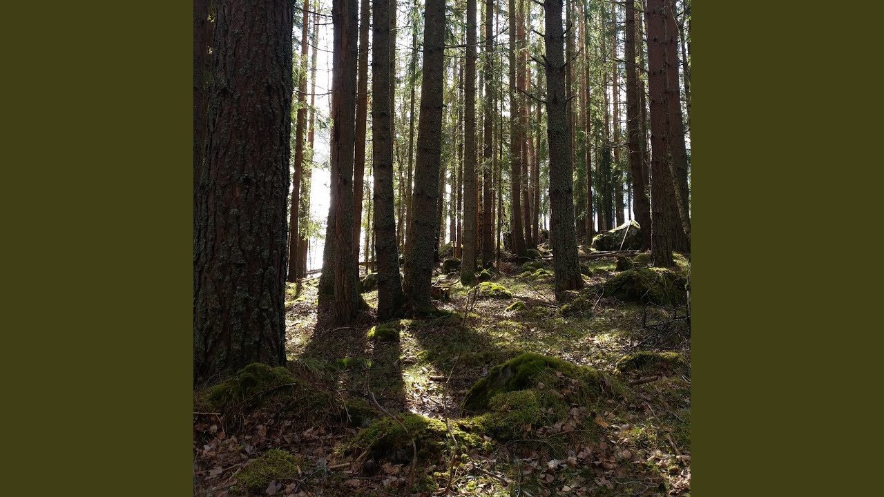 The Pine Tree Forest Pt. 3 - YouTube