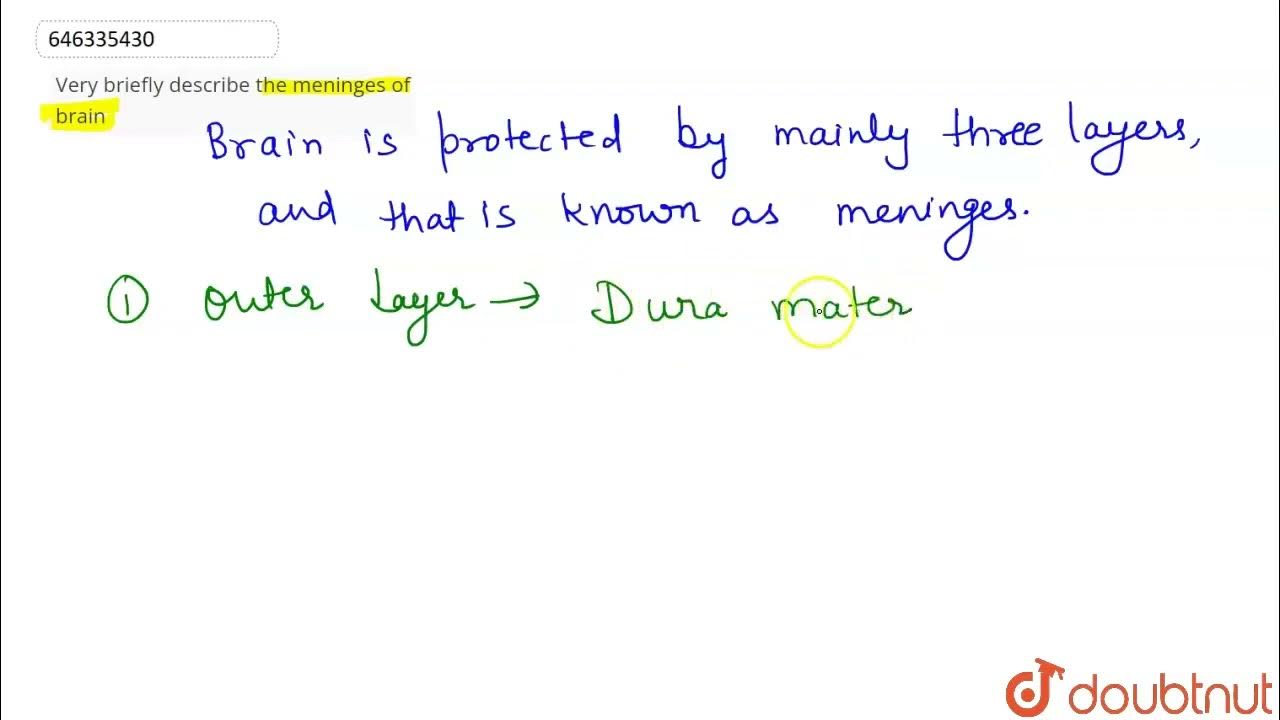Very Briefly Describe The Meninges Of Brain CLASS 10 NERVOUS SYSTEM very-briefly-describe-the-meninges-of-brain-class-10-nervous-system