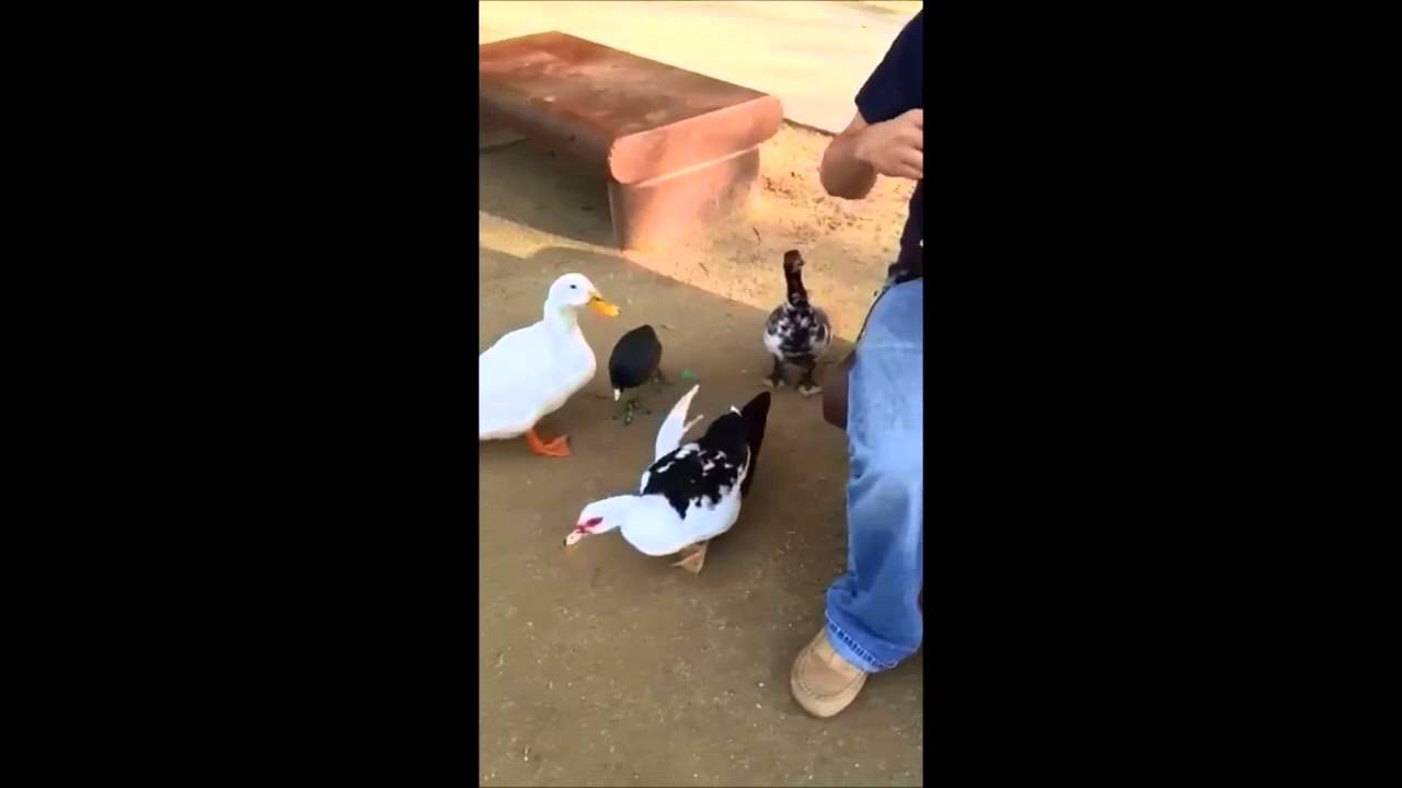 Duck Bite - YouTube