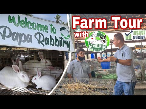 FARM TOUR (Rabbit Farming Philippines) | Negosyo Philippines - YouTube