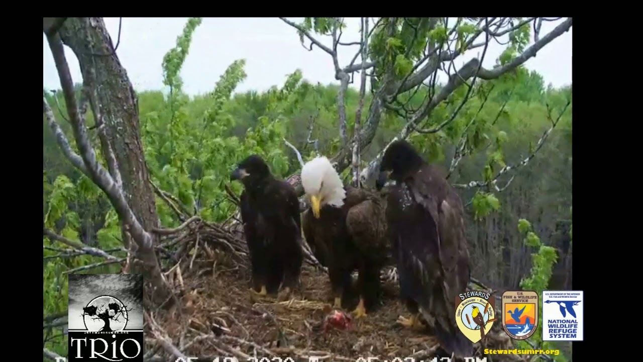 05-19-20 IL Trio eagles; eaglet wingers and food. - YouTube