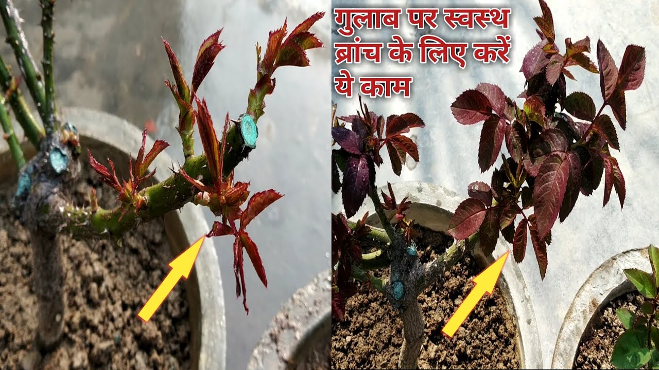Rose care & get new healthy shoots/Rose diseases treatment/how to get ...