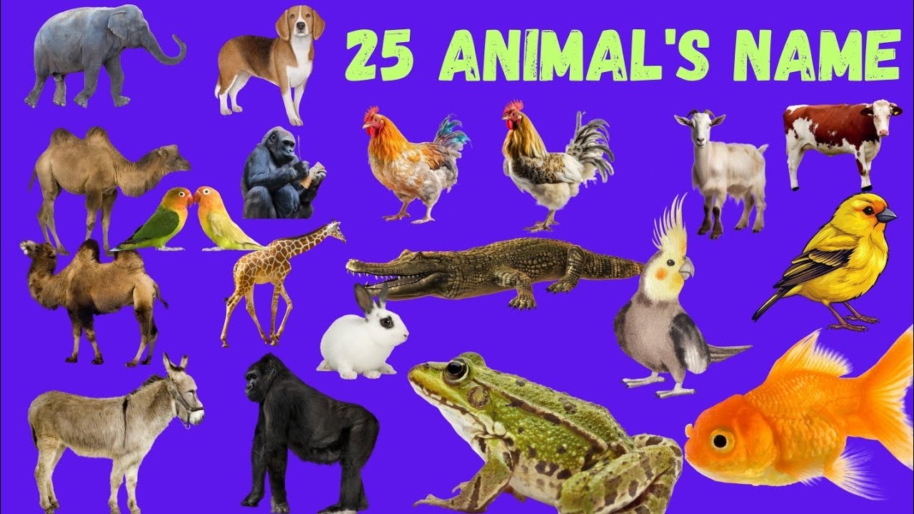 Animals Vocabulary l 25 Animals Name In English With Pictures l All ...