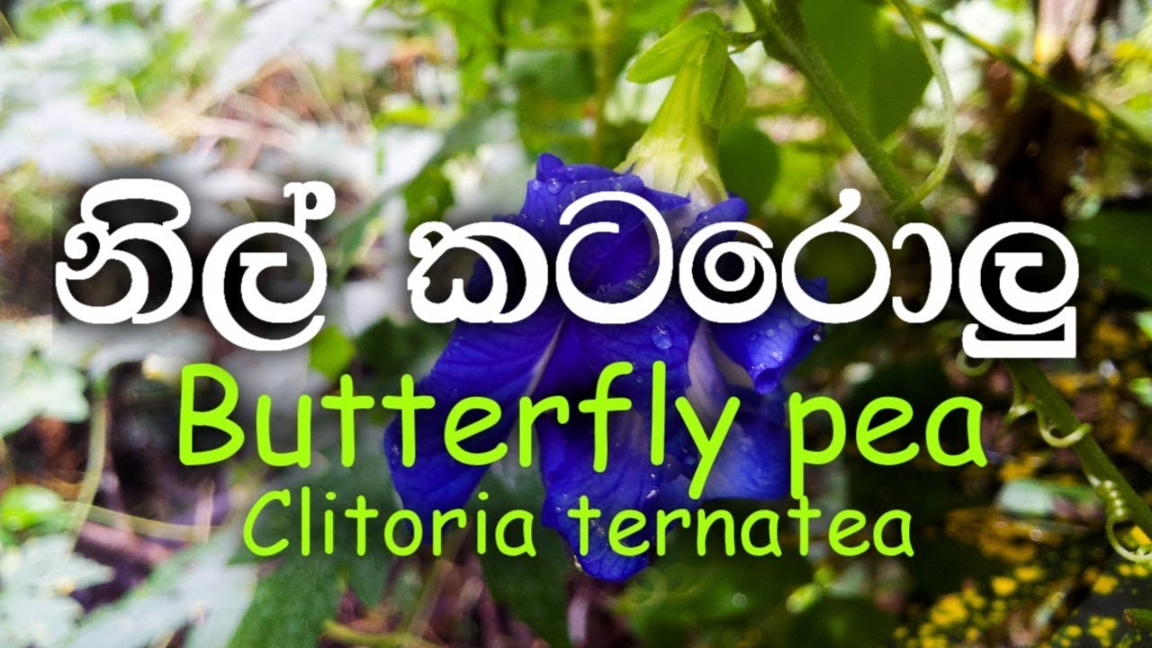 Nil katarolu - Butterfly pea - Clitoria ternatea - Ayurvedic plants ...