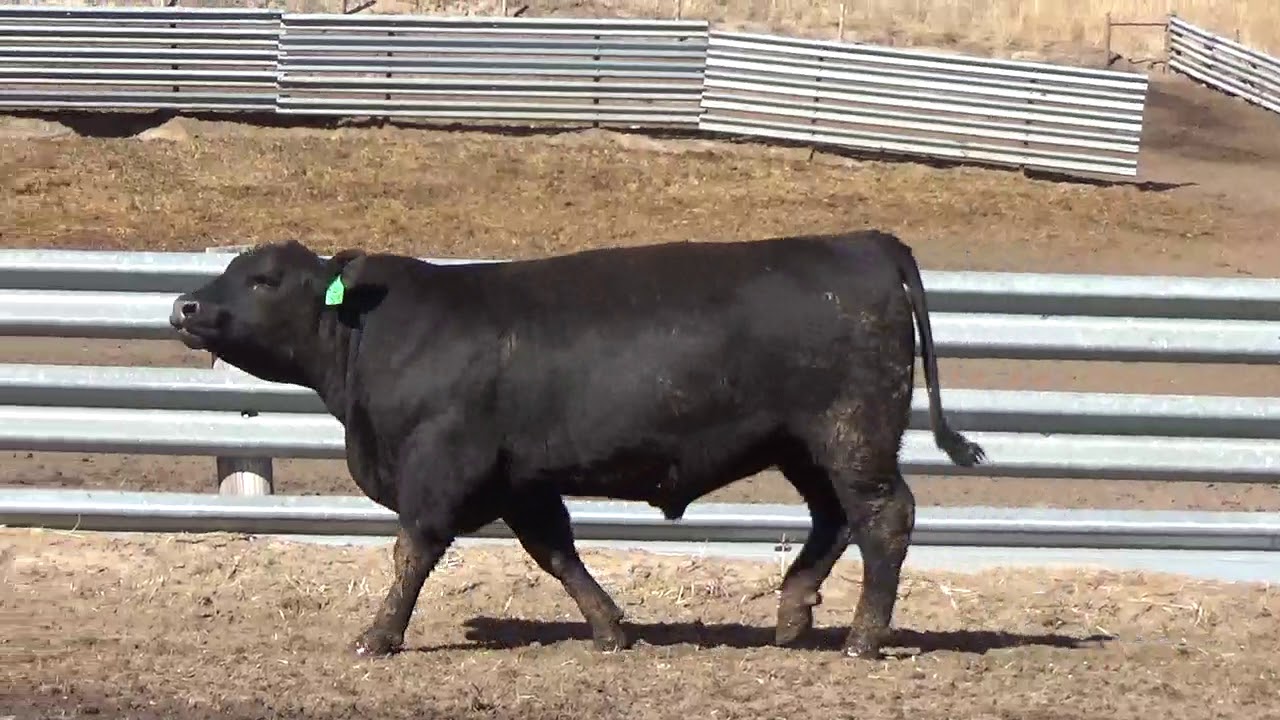 Connealy Angus Ranch Lot 355 - YouTube