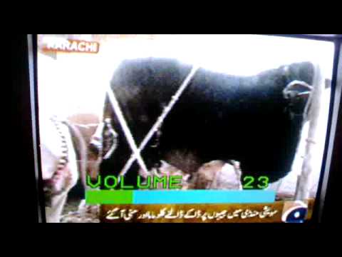 Smallest Cow on Eid-ul-Azha 2011 in Pakistan - YouTube