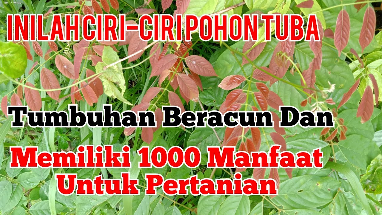 Ciri-ciri Pohon Dan Akar Tuba Yg Berpotensi Sebagai Pestisida Nabati ...
