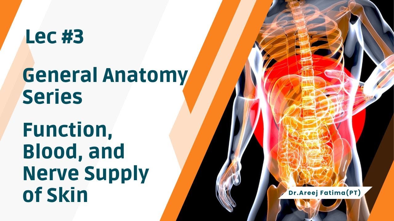 Lec 3- General Anatomy Series Chap 2- Function, Blood and Nerve Supply of Skin- Dr. Areej Fatima ...