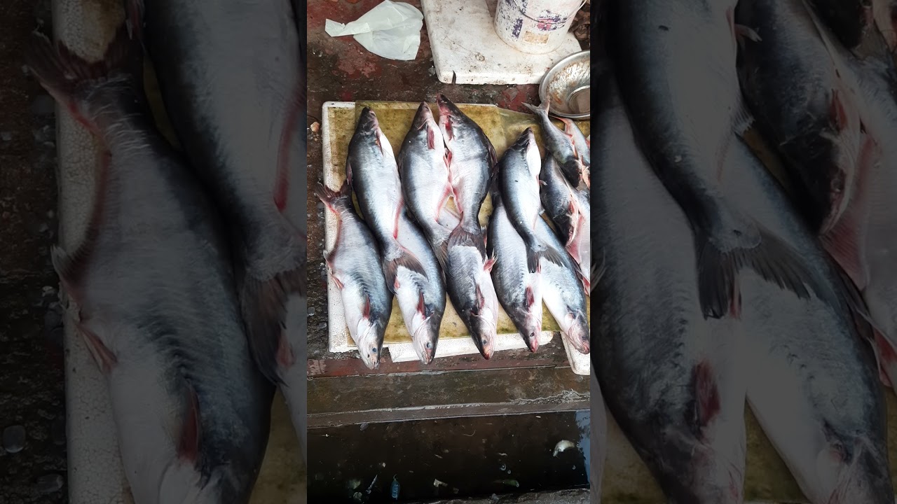 BAIKHI ROHU BARARI LAPACHI PATEYA TILWA MACHHLI IN CHIRAIYA TAAR PATNA ...