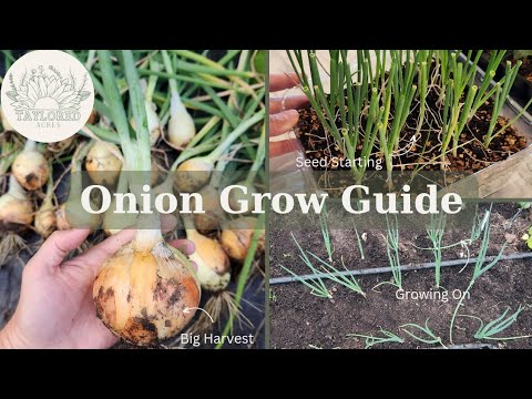 When To Harvest Onions In Wisconsin