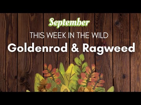 Goldenrod and Ragweed | This Week in the Wild | September 2022 | S3:E2 ...