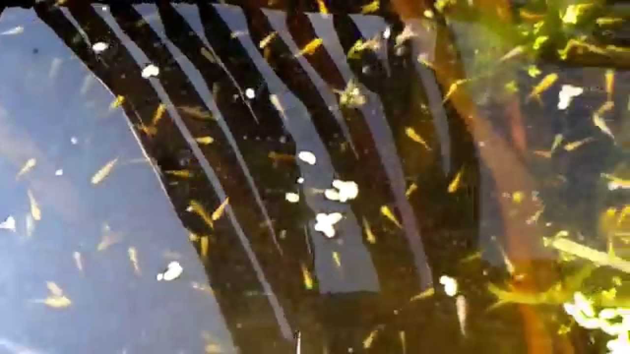 koi fry growth this is a 3 week old koi fry you need to know - YouTube