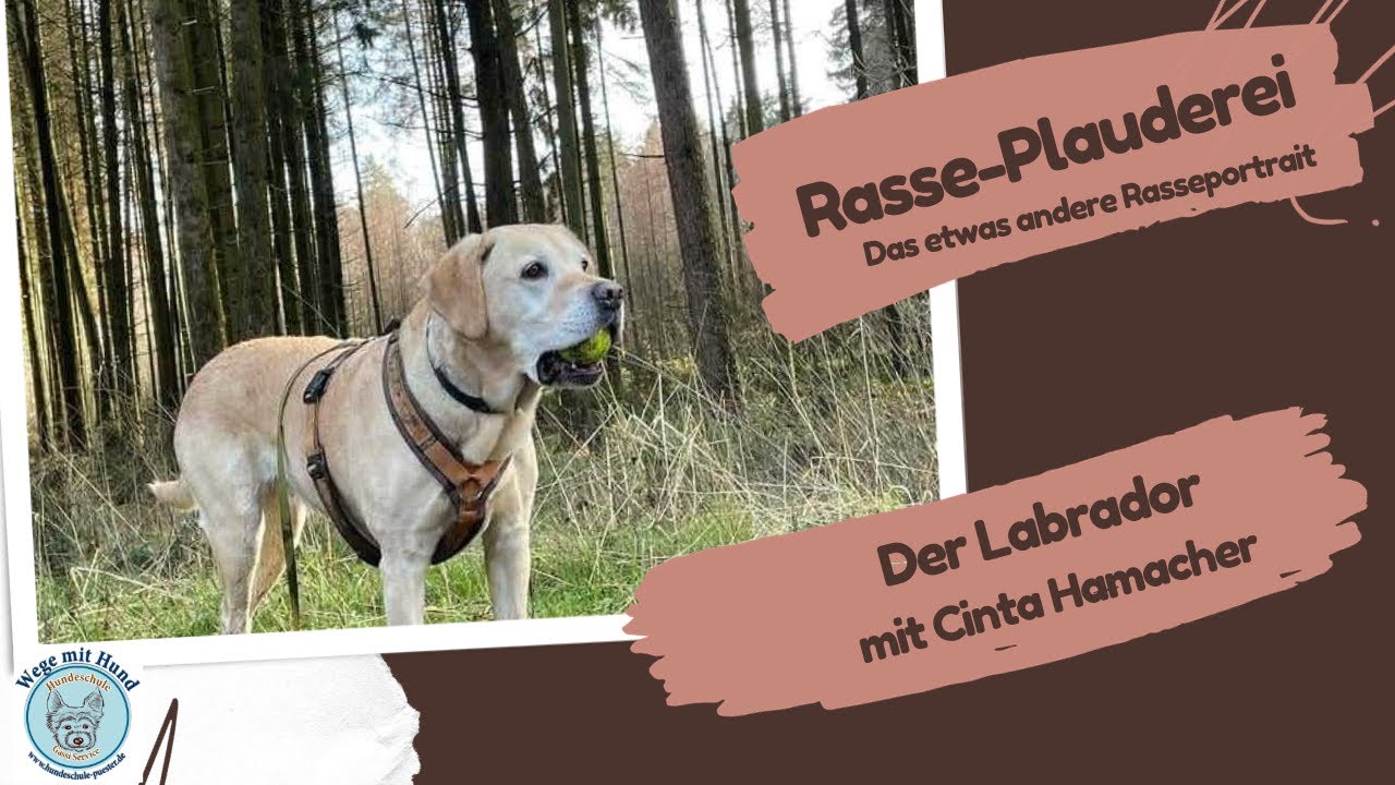 Der Labrador. Rasse-Plauderei mit Cinta Hamacher - YouTube