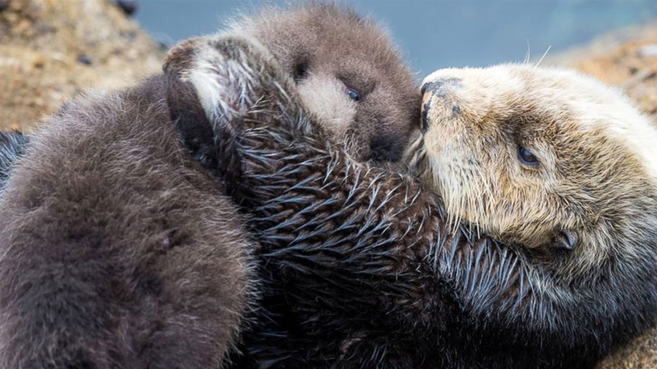 How an Otter giving birth on water? - YouTube