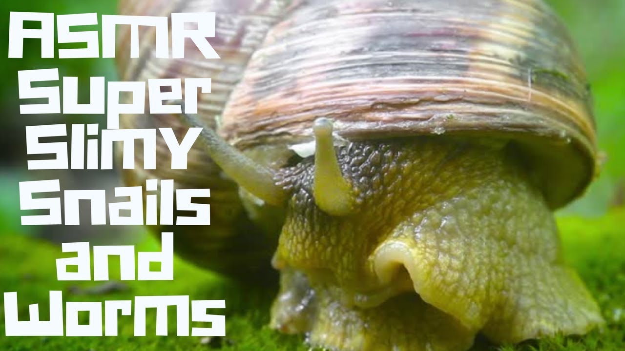 Super Slimy Snails and Worms - High Intensity Sounds ASMR - YouTube