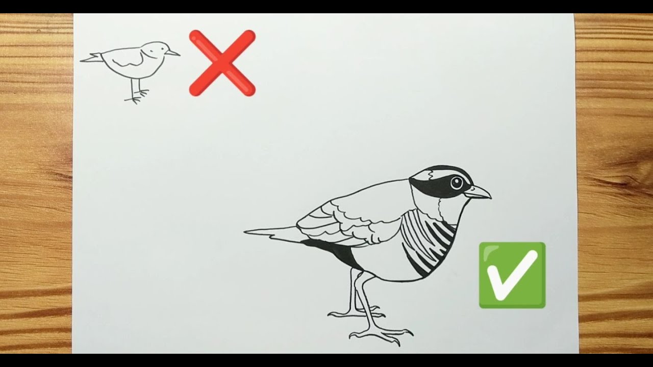 How to draw A PITTA BIRD Easy - YouTube