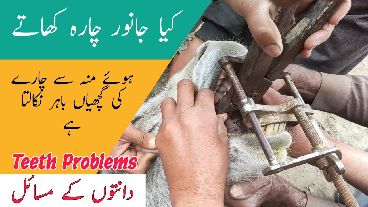 Treatment Of Excessive Growth Of Molar Teeth In Animals | Rasping Of ...