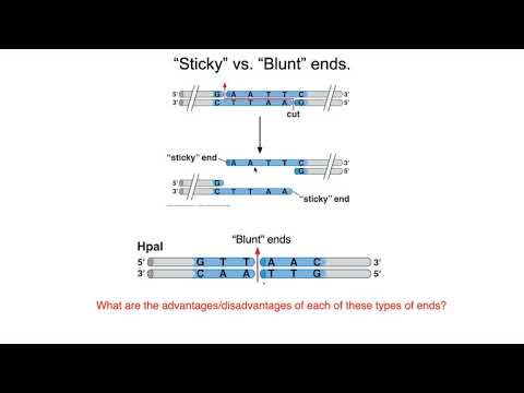 Why Are Restriction Enzymes That Rpoduce Sticky End Valuable