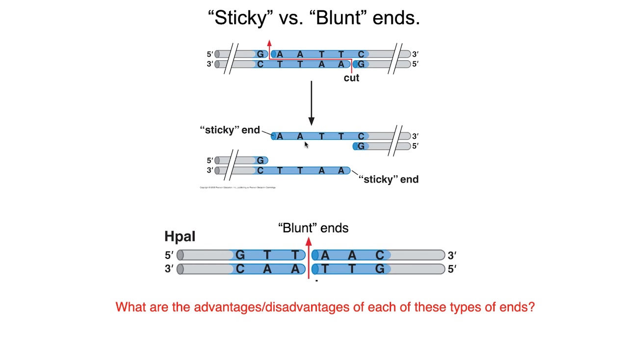 Restriction Enzymes and Ligase - YouTube