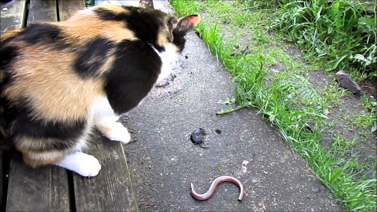 VASKITSA (Anguis fragilis) 30.05.2011.wmv - YouTube