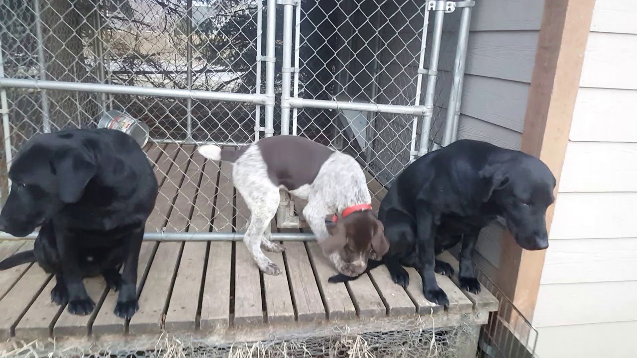 Labrador & GWP pup - YouTube
