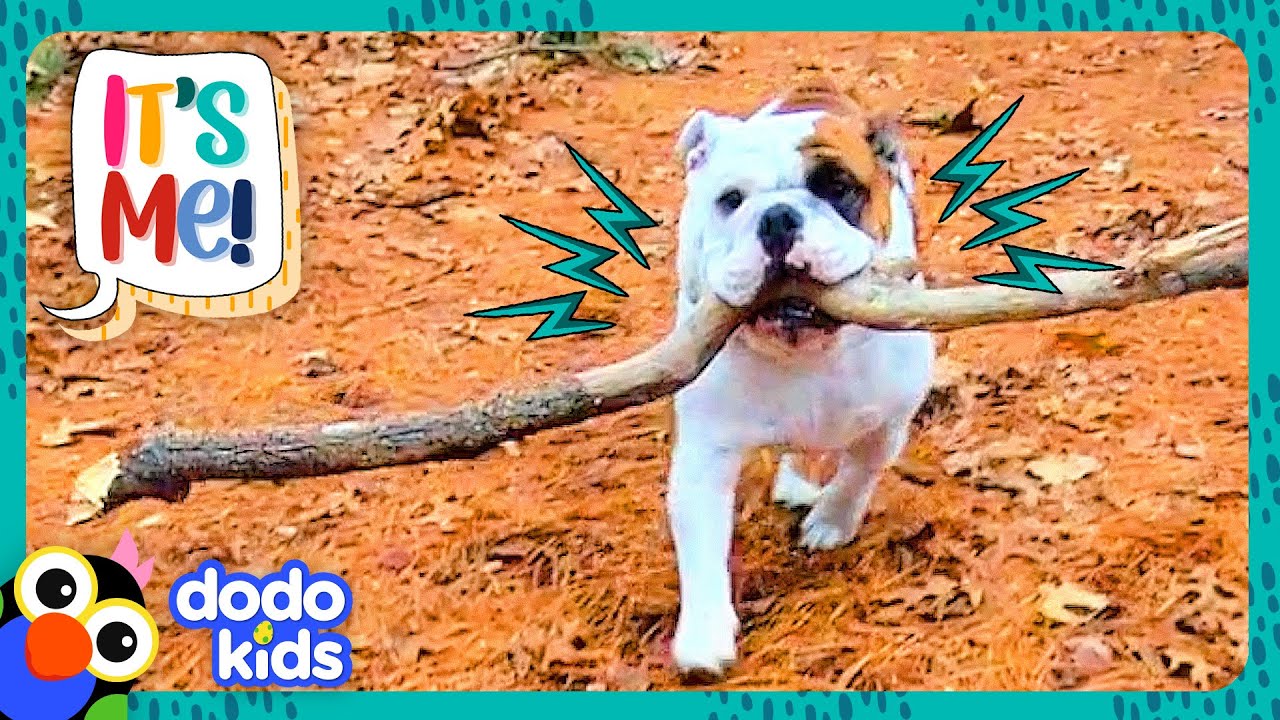 This Dog Won’t Give Up The Most Perfect Stick In The World | Dodo Kids ...