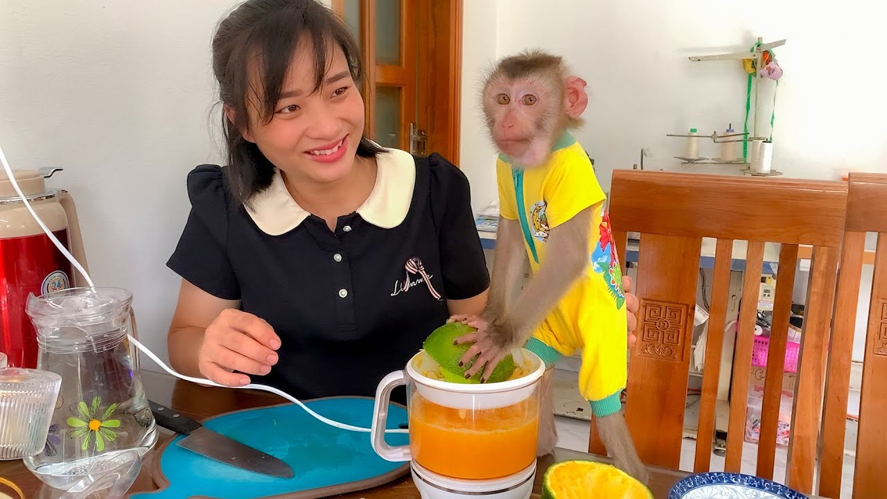 Monkey Puka learns how to squeeze orange juice from Mom - YouTube