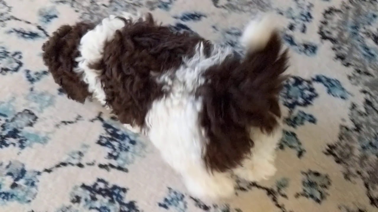 Abby - mini parti labradoodle - YouTube