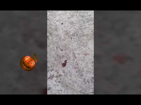 What happened if touch kenno I kenno poka || Insect || Millipedia - YouTube