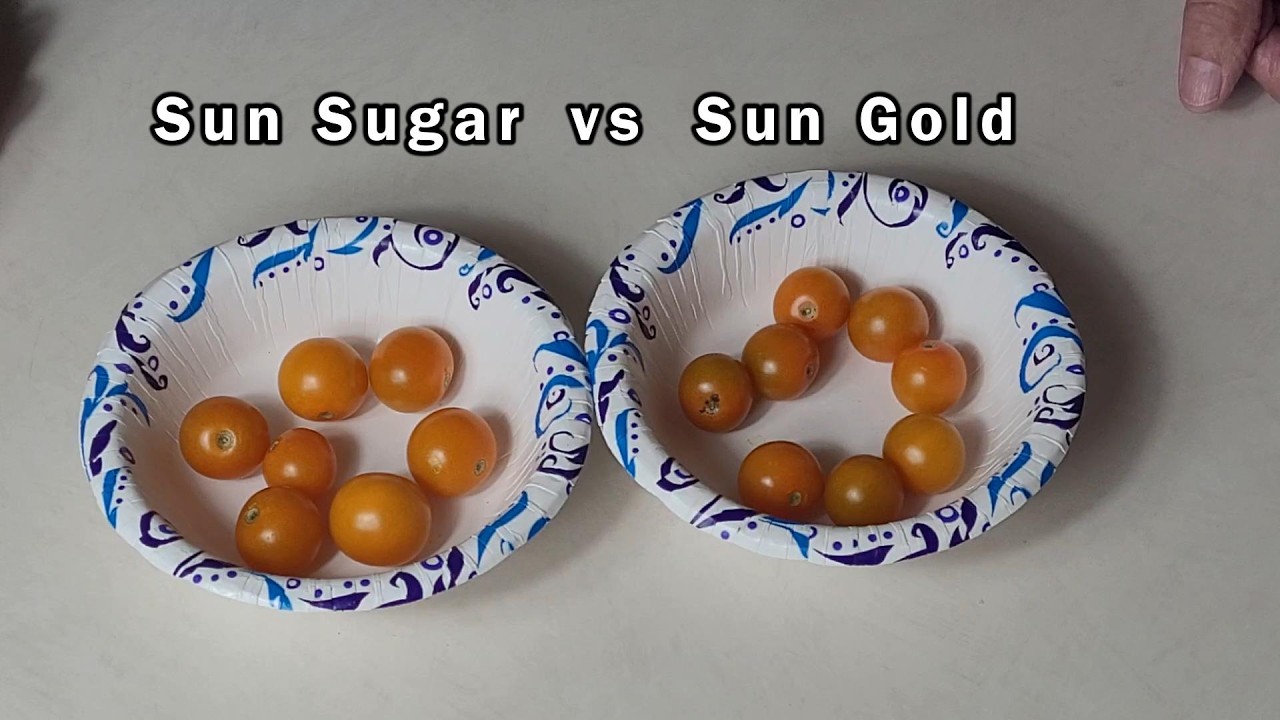 Sun Gold vs Sun Sugar - Which Tastes Better? - YouTube