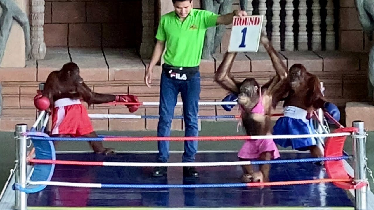 Funny Monkey Show - Orangutan Monkey Boxing | Phnom Penh Safari ...