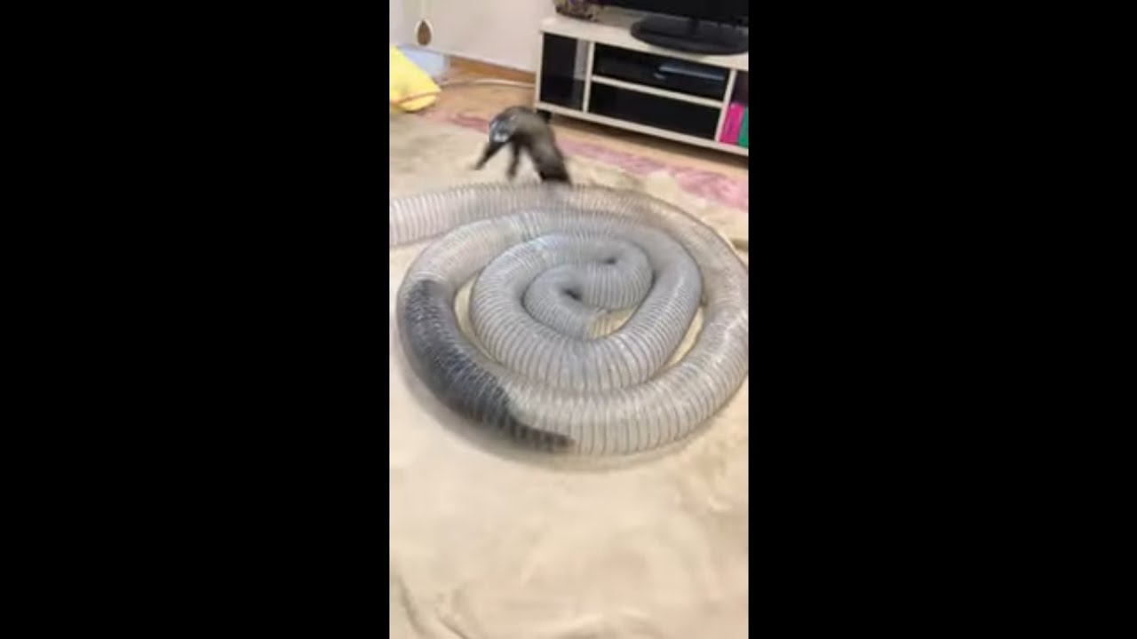 Ferrets Playing Around a Pipe Going in an Out of It Then Running to TV ...