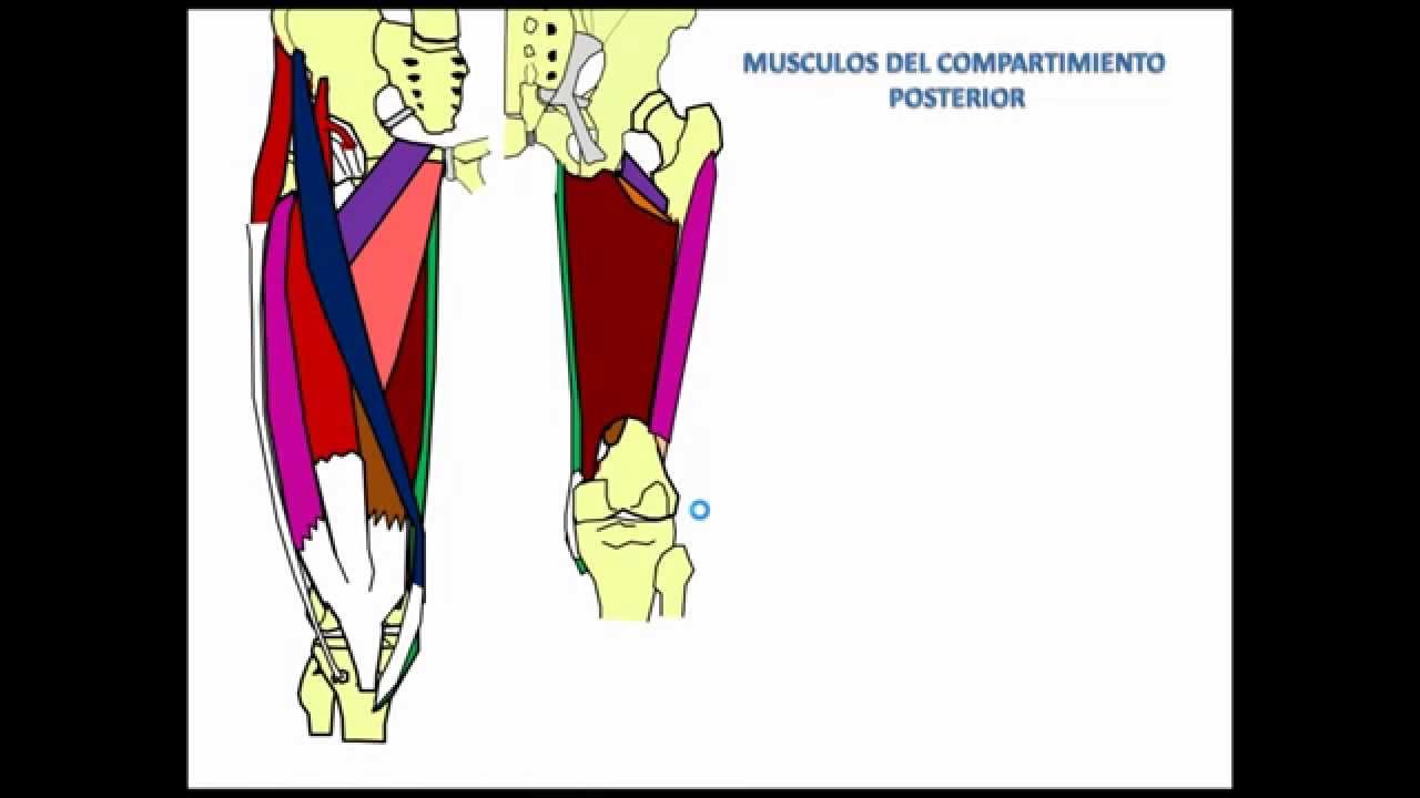 Musculos del miembro Inferior region del muslo - YouTube