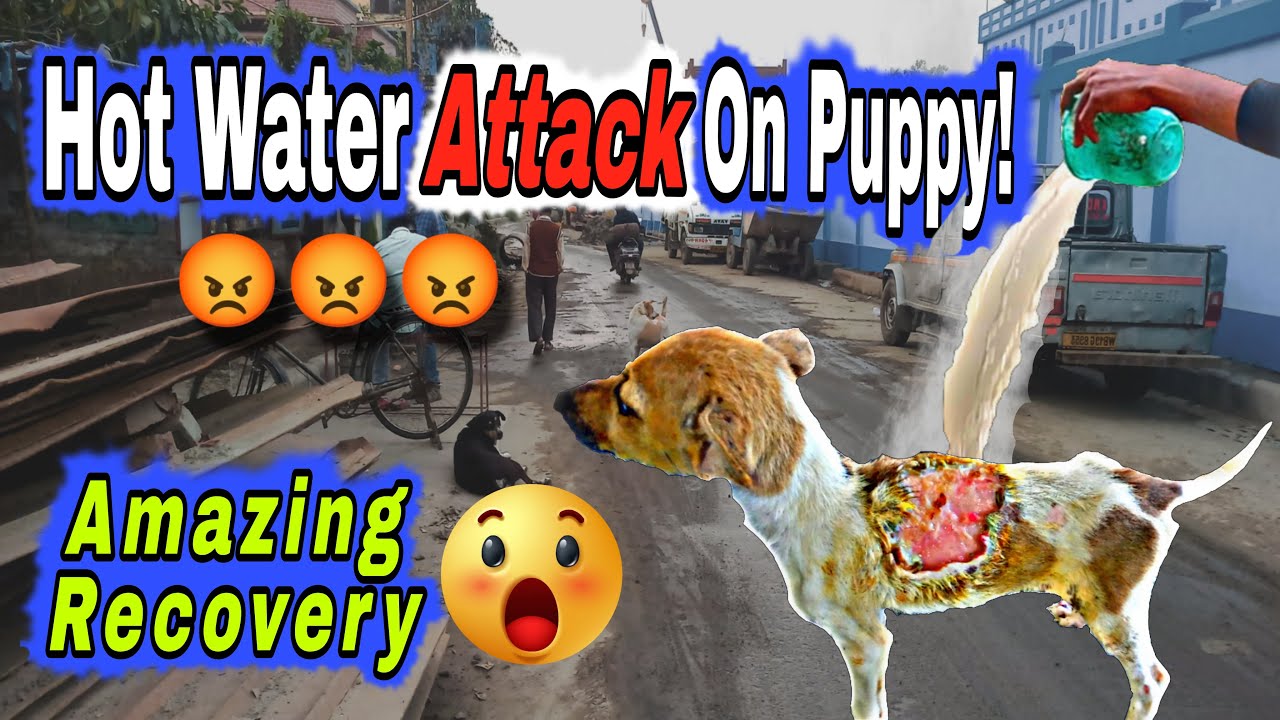 Hot water attack on puppy rescue || Recovery video|| গায়ে গরম জল ঢেলে ...