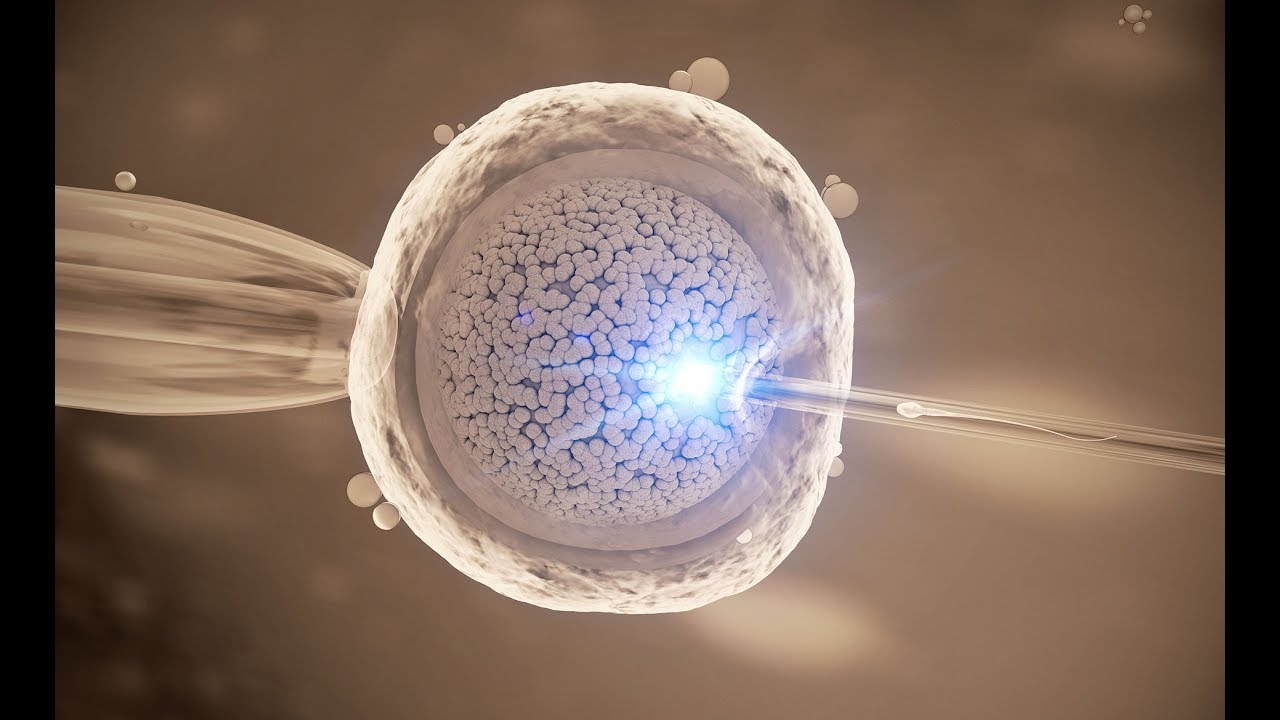 IVF EGG COLLECTION DAY OUR BABIES ARE GROWING ️ ️ ️ ️ ️ - YouTube