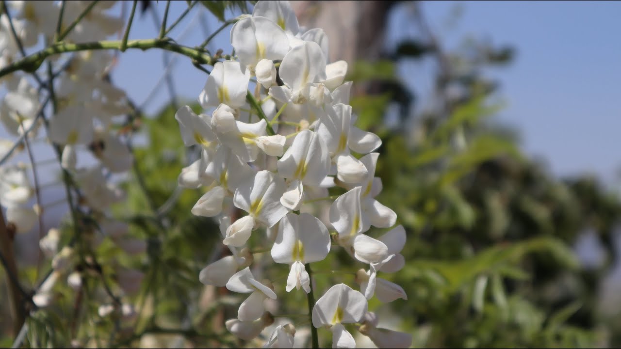 Hablando de la Glicinia de flor blanca - Cuidados - Wisteria sinensis ...