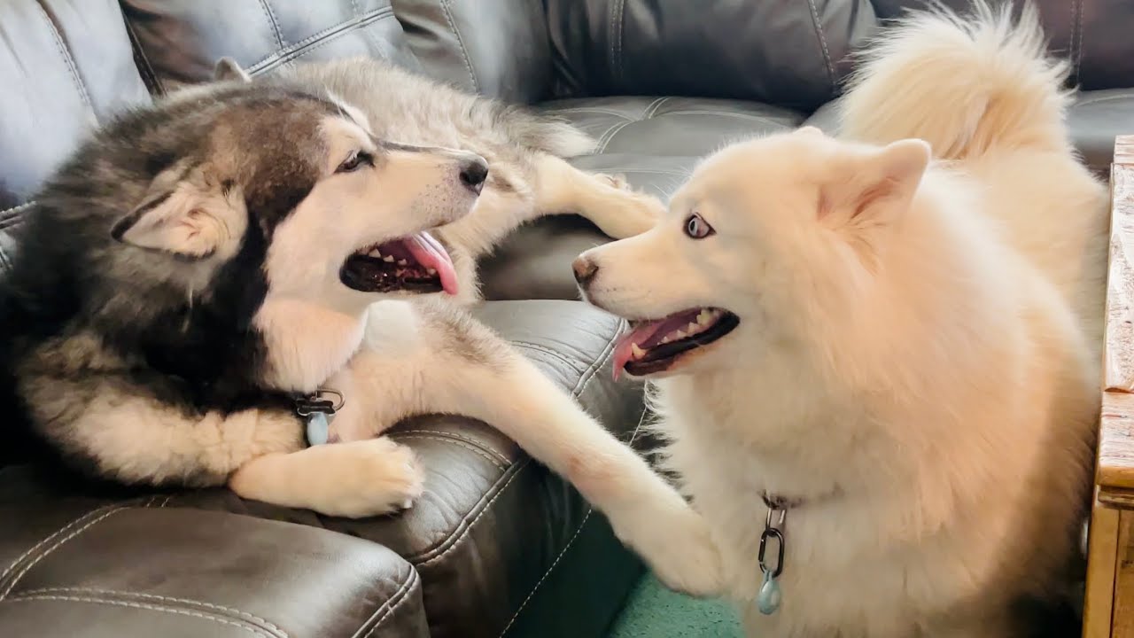 Husky Harrases Malamute | She Goosed Him And Ran - YouTube
