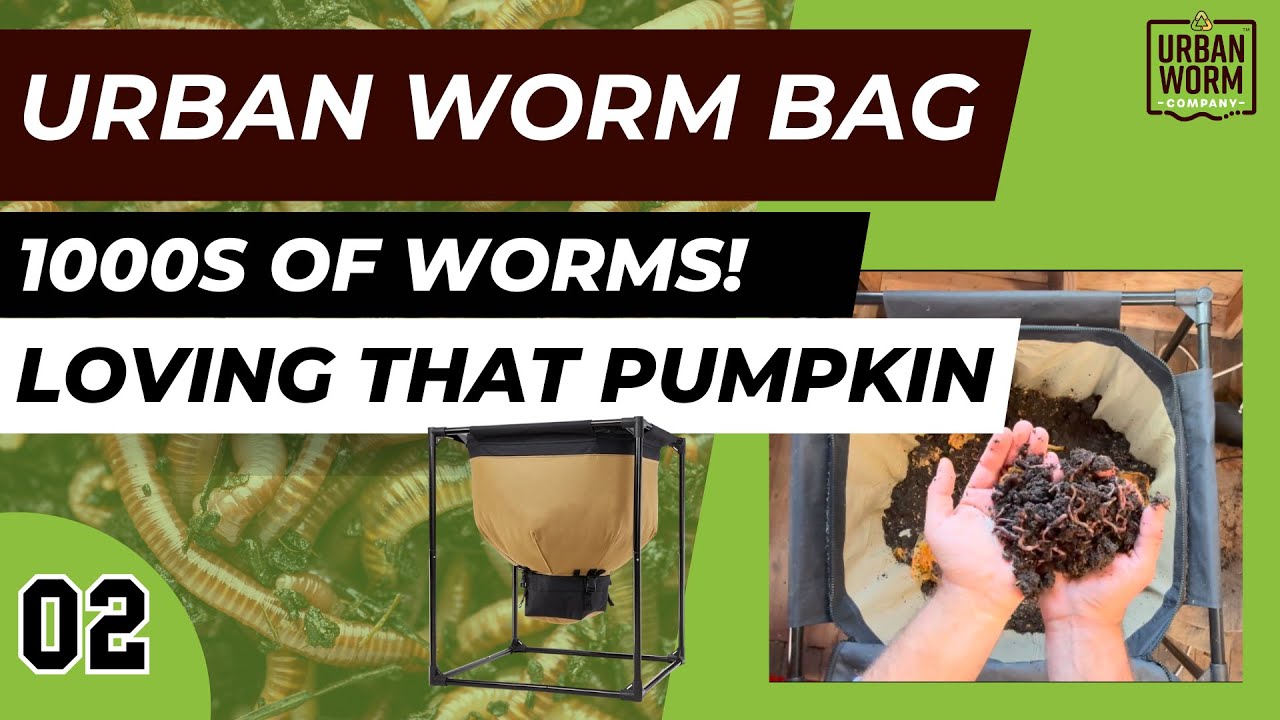 1000s of Worms in the Urban Worm Bag! Weekly Worm Bin Check-in Dec 31, 2024 - YouTube
